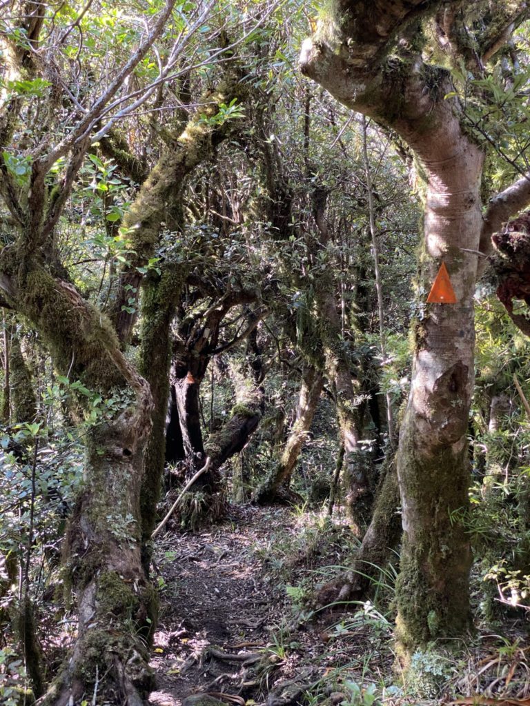 Te Araroa 8: Pirongia Forest - A STRAY LIFE