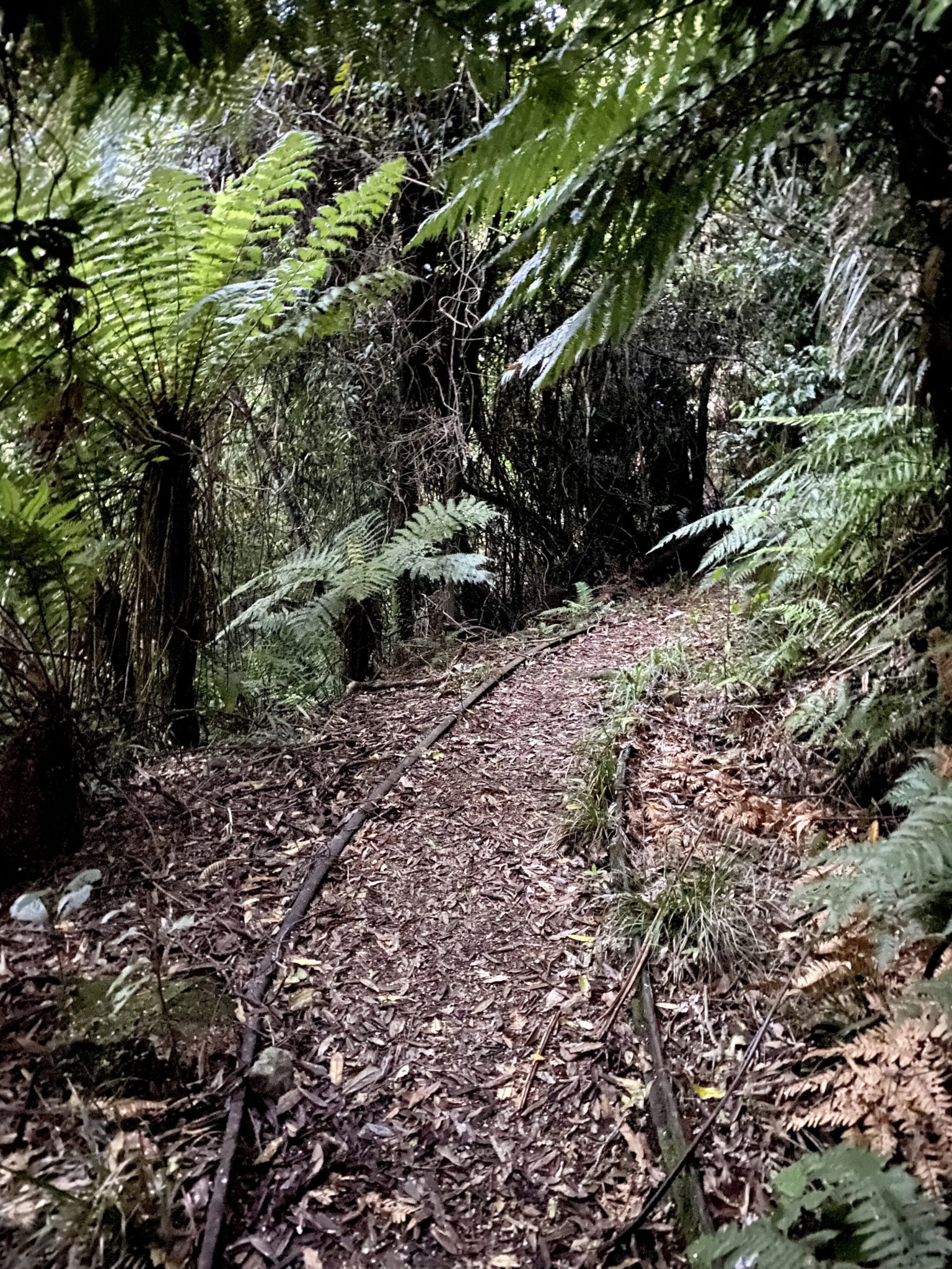 Te Araroa 15: Tararua Ranges - A STRAY LIFE