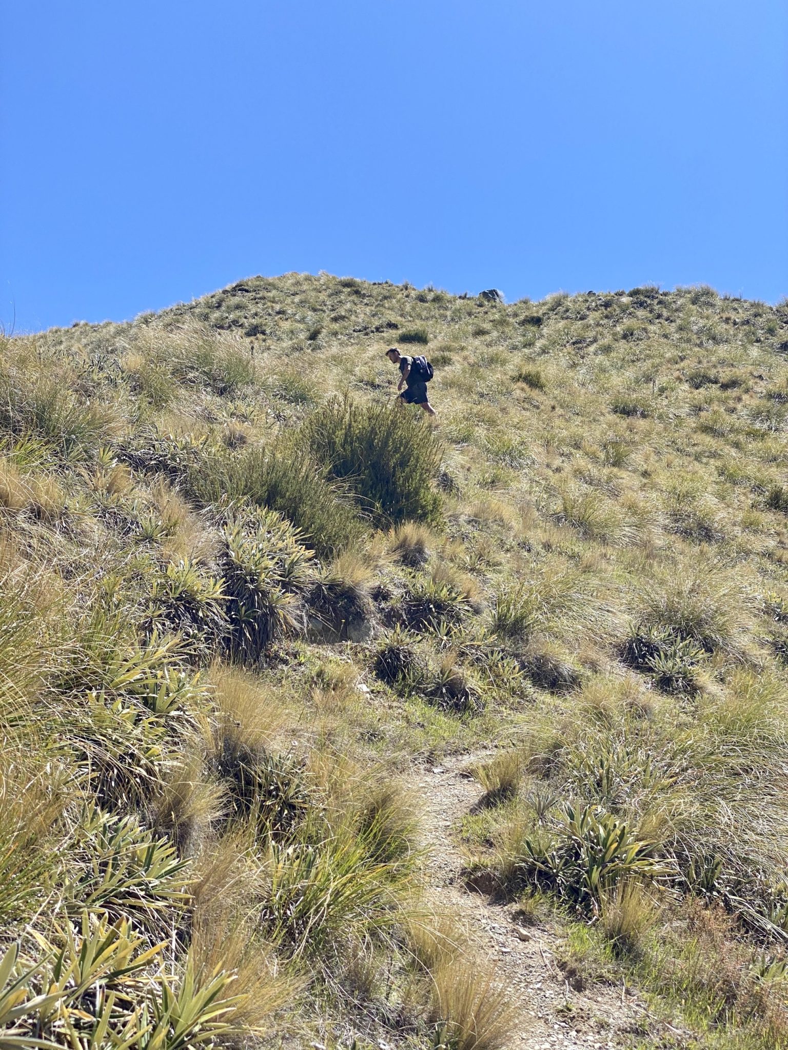 Te Araroa 24: Stag Saddle - A STRAY LIFE